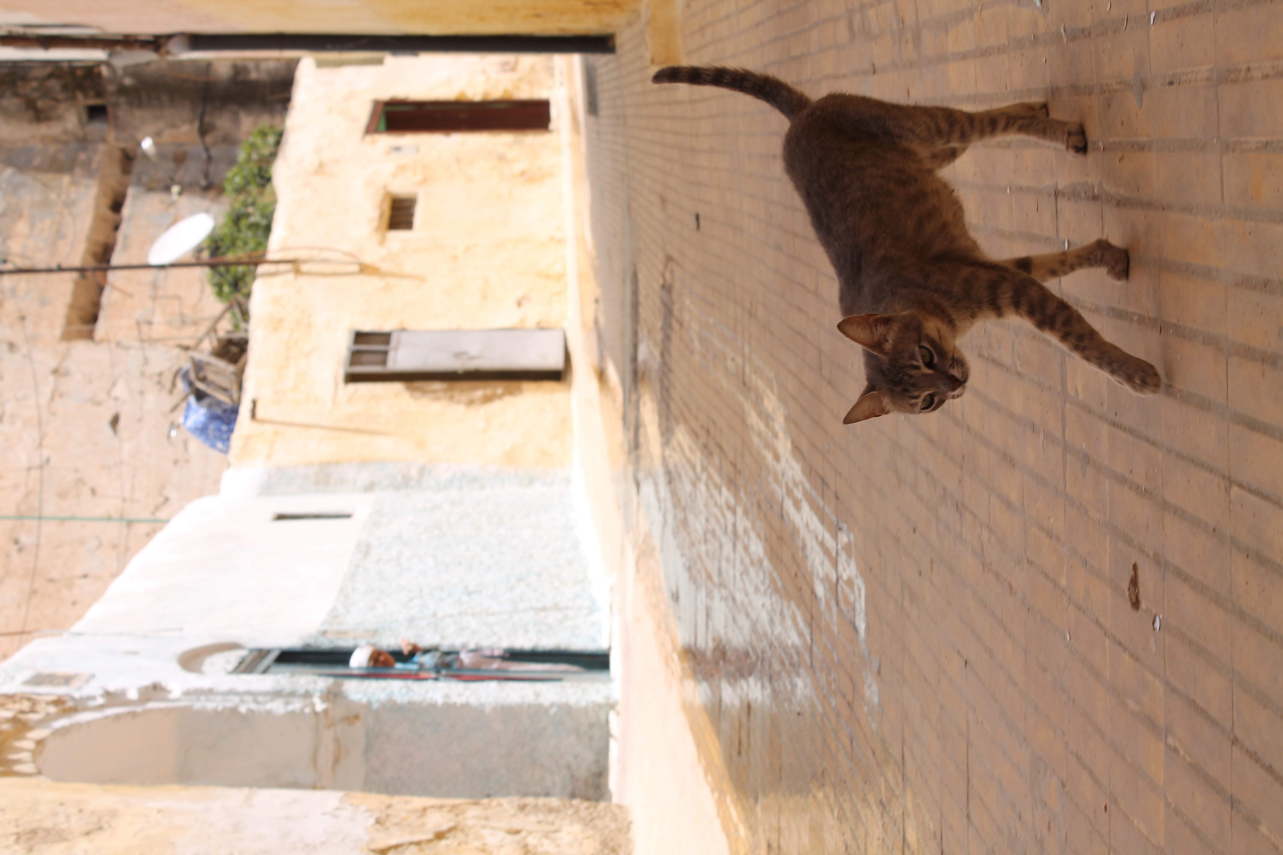 The Ridiculously Awesome Cats Who Run Morocco – Ephemera and Detritus